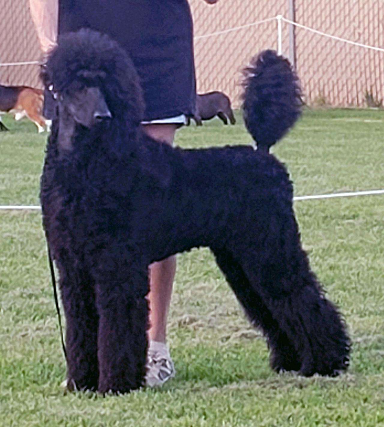 Our Studs - Standard Poodles For Sale